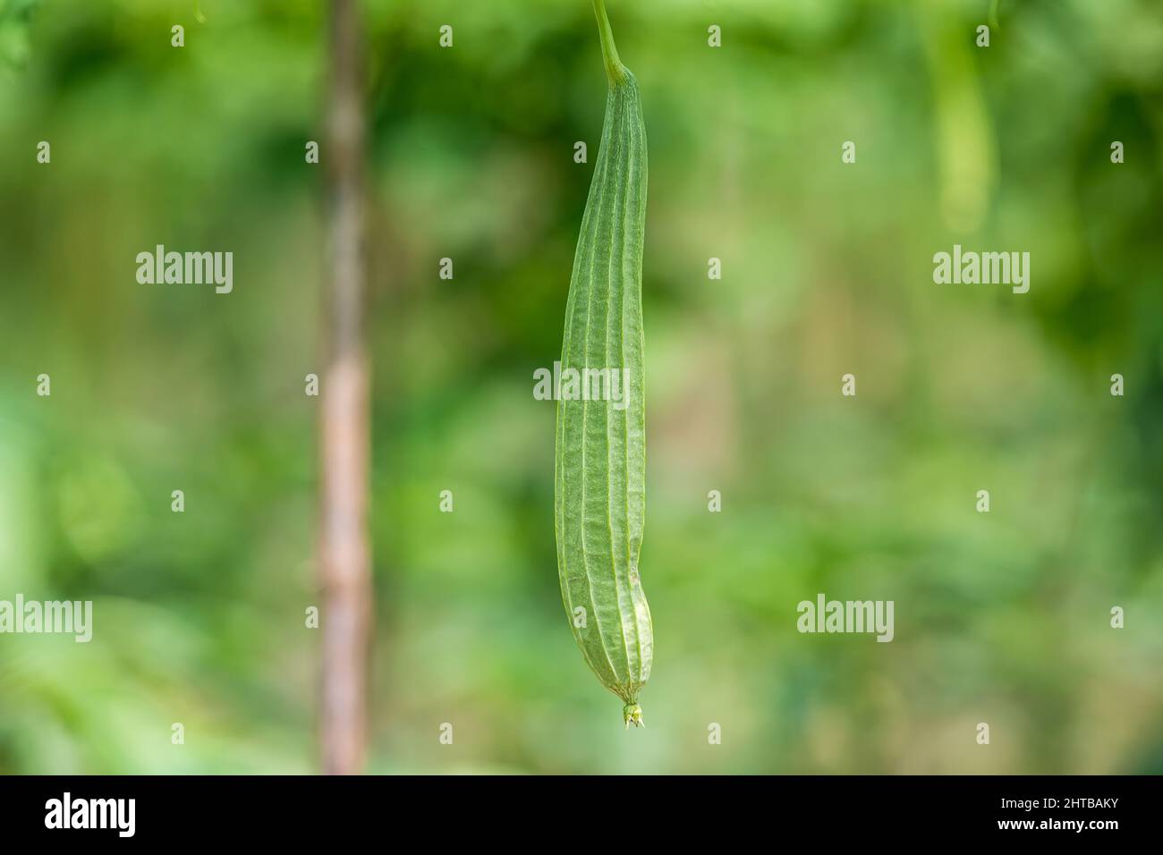 Green Luffa acutangula (Chinese okra), Sponge gourd, or silk squash ...