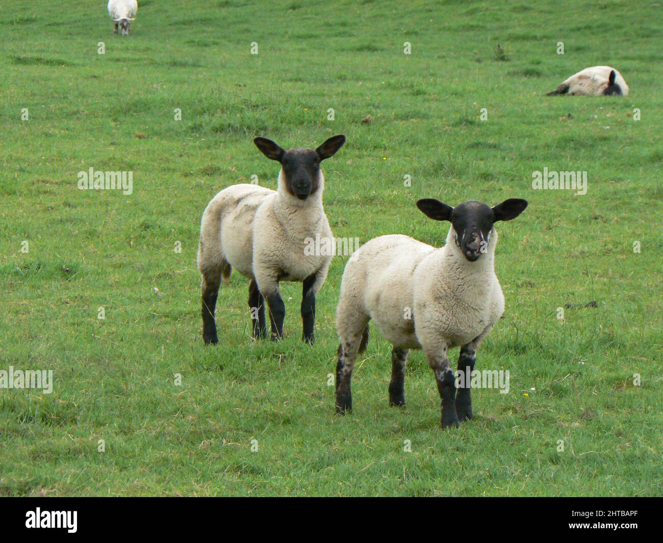 Bright summer day outdoors in a field with two cute tiny sheep standing on the lush grass Stock ...