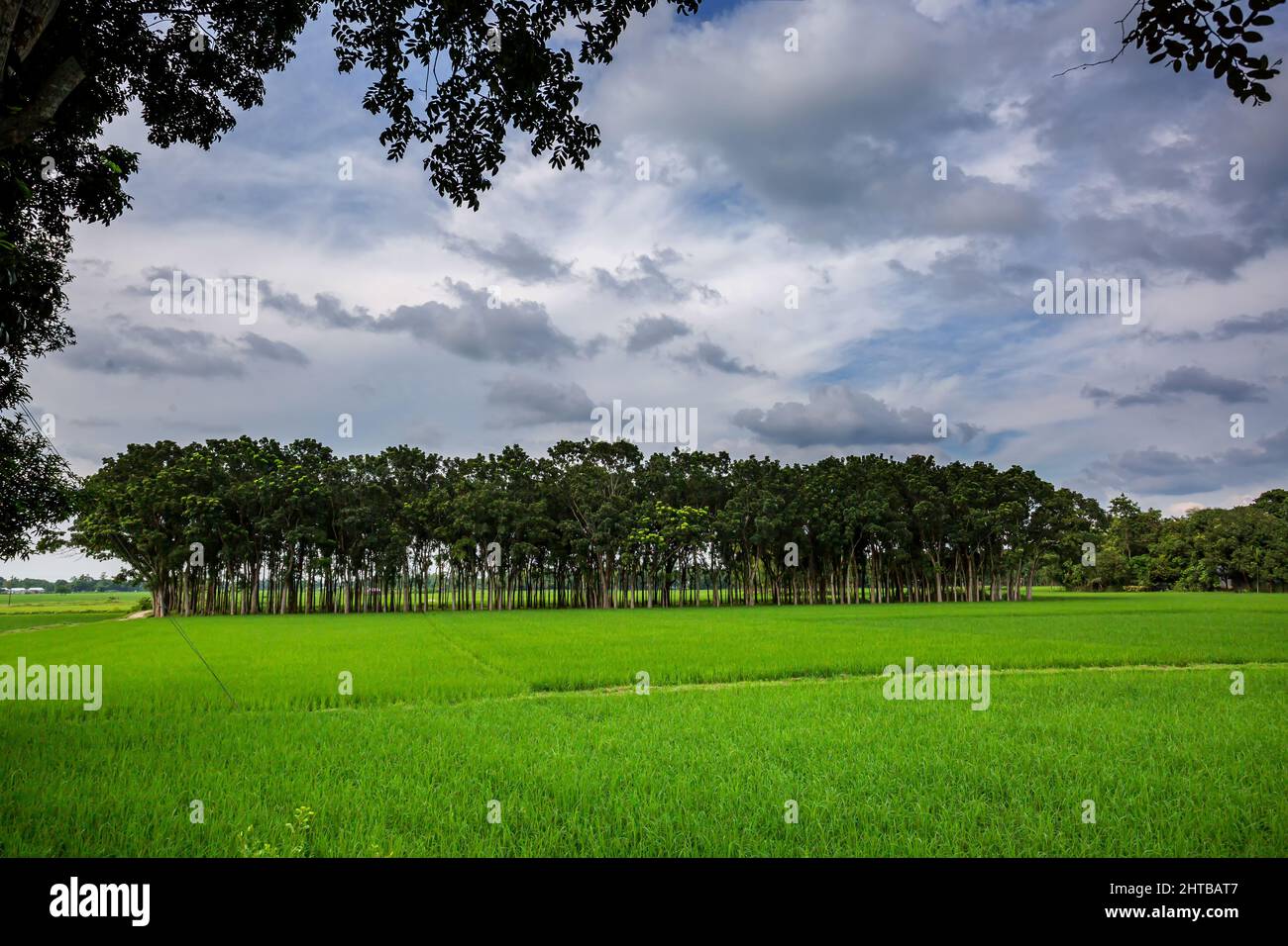 Green paddy fields and long rows of trees landscape in village side ...