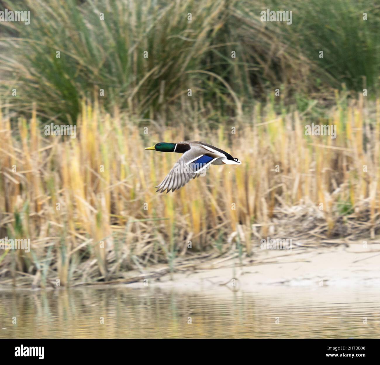 Closeup of a flying goose Stock Photo - Alamy