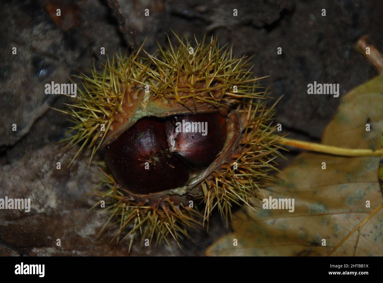 Closeup of a chestnut plant growing outdoors with spikes coming out of ...