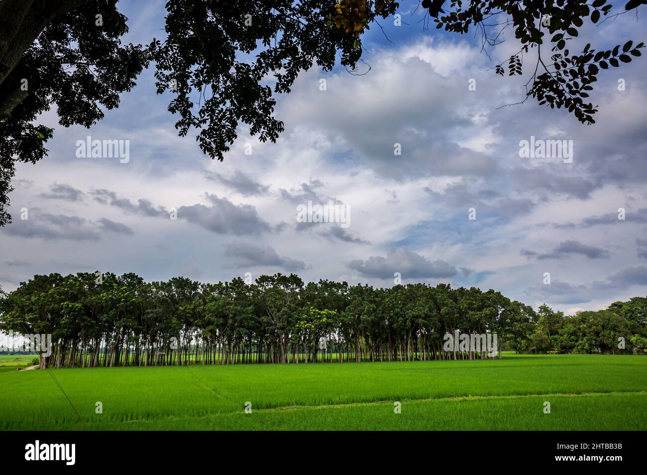 Village morning paddy view hi-res stock photography and images - Alamy