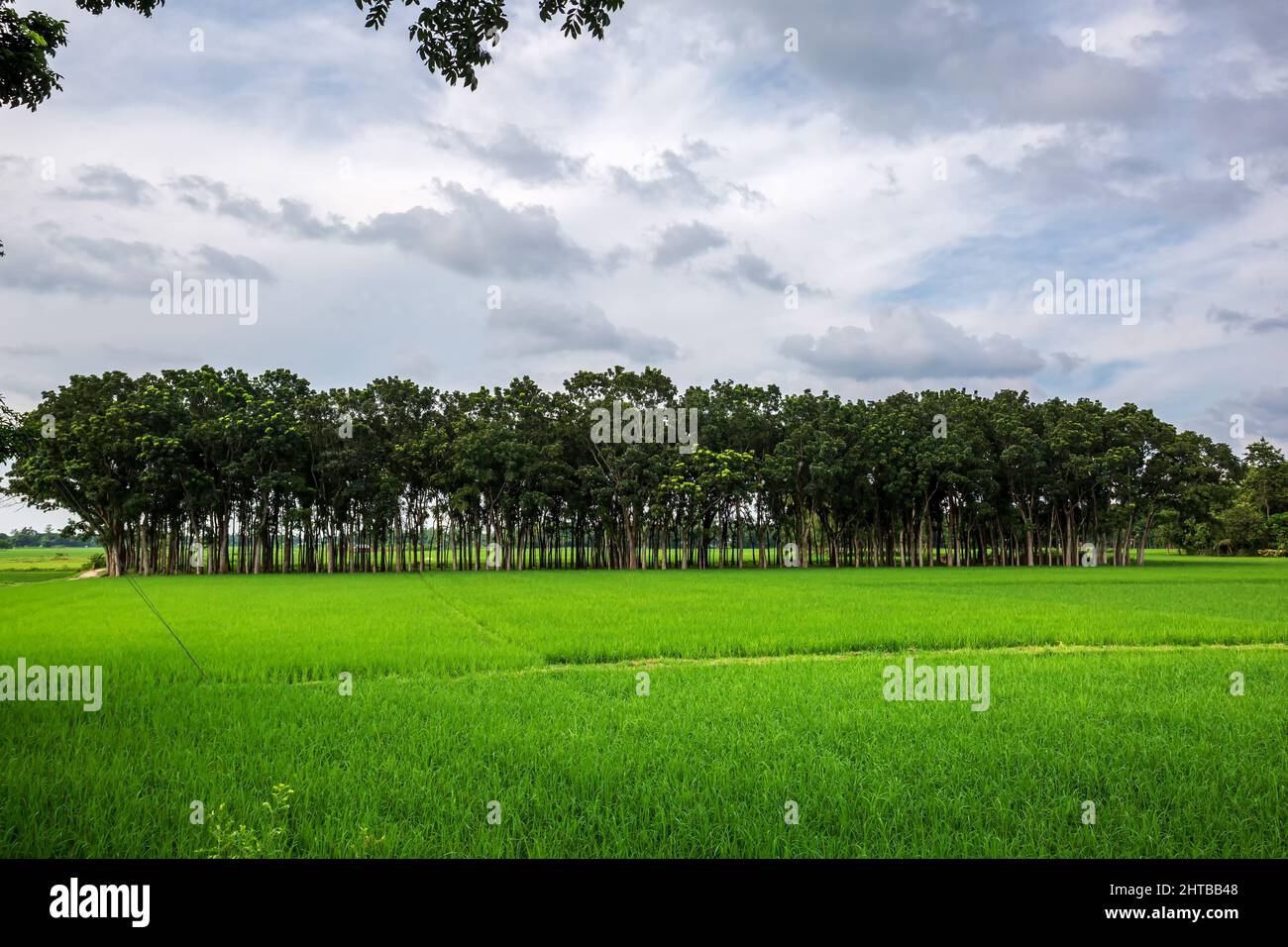 Green paddy fields and long rows of trees landscape in village side ...
