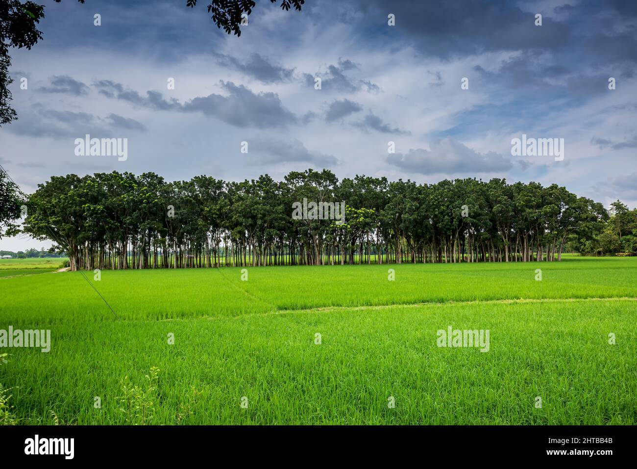 Green paddy fields and long rows of trees landscape in village side ...
