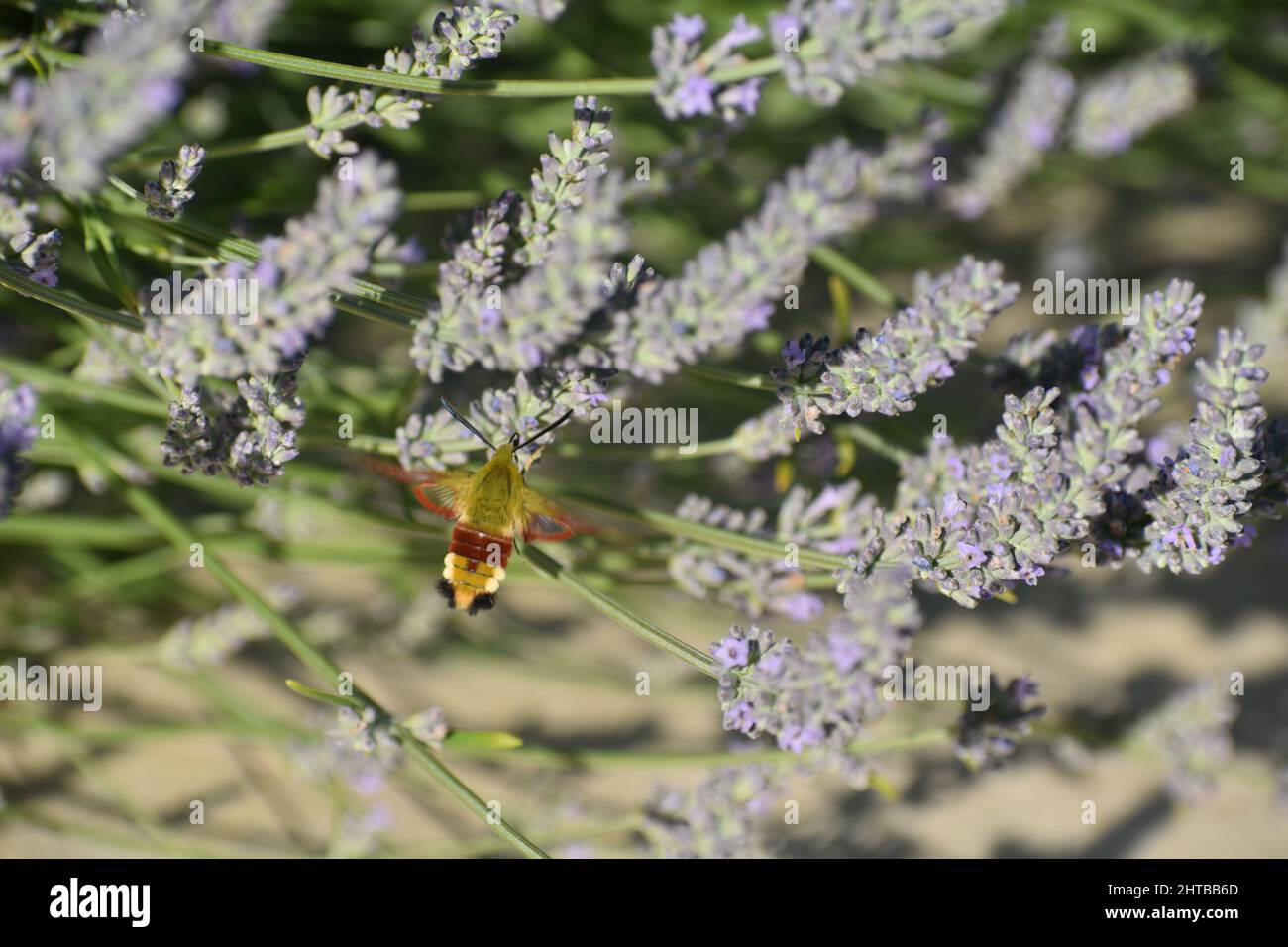 Colibri butterfly hi-res stock photography and images - Alamy