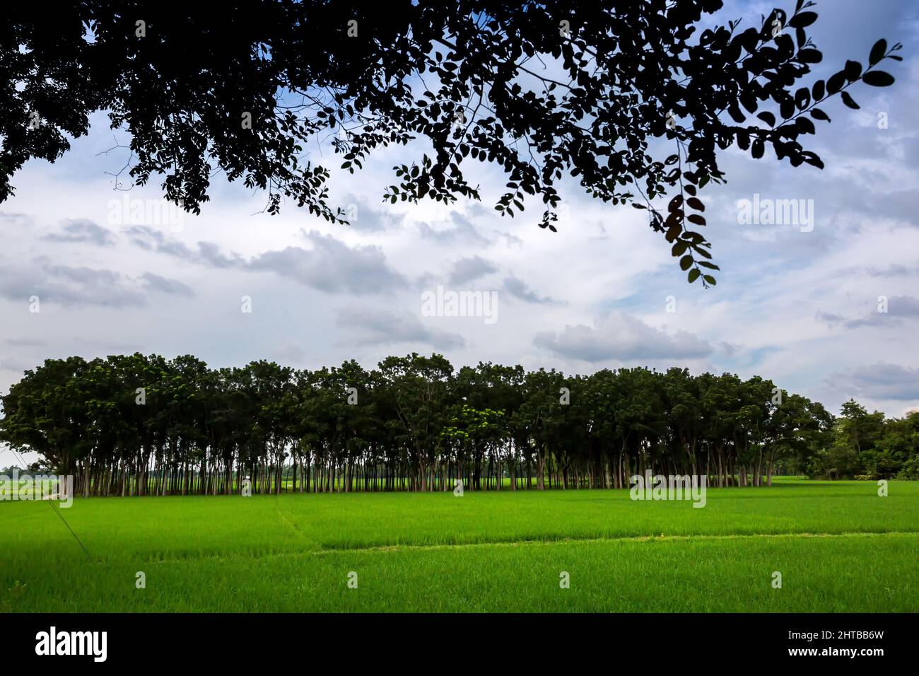 Green paddy fields and long rows of trees landscape in village side ...