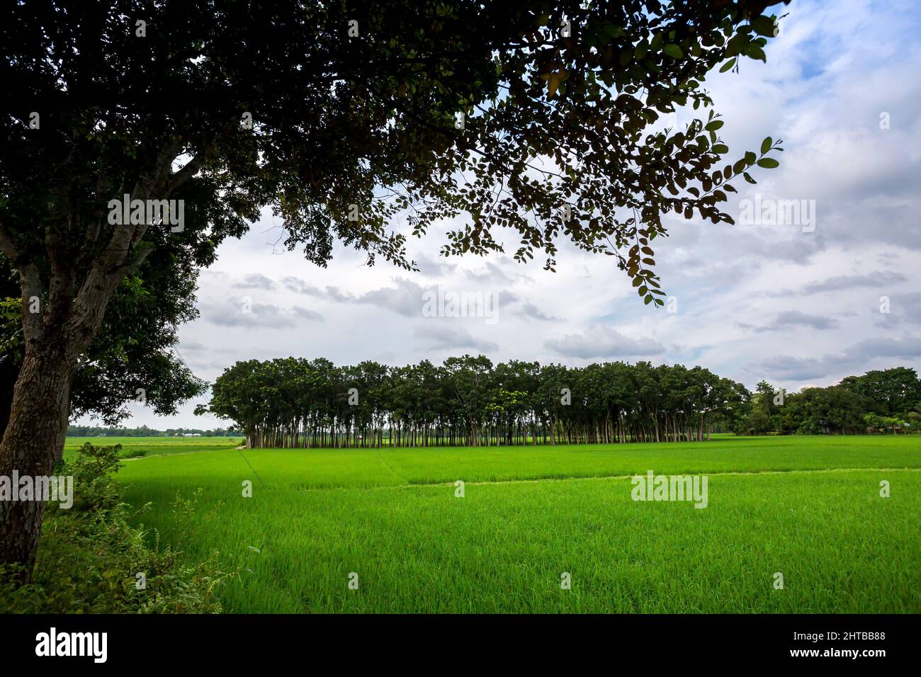Green paddy fields and long rows of trees landscape in village side ...