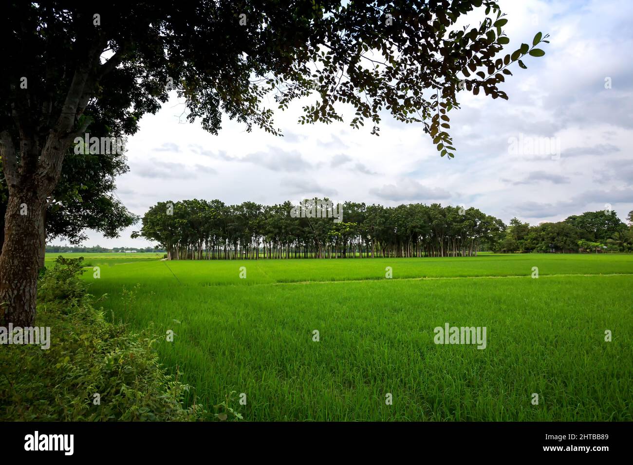 Green paddy fields and long rows of trees landscape in village side ...