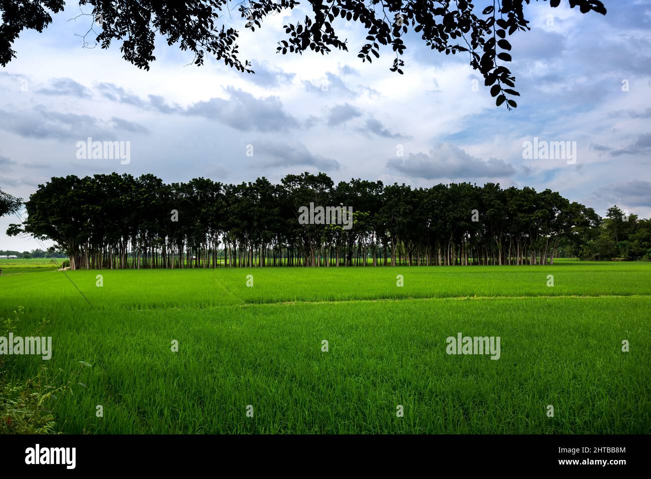 Green paddy fields and long rows of trees landscape in village side ...