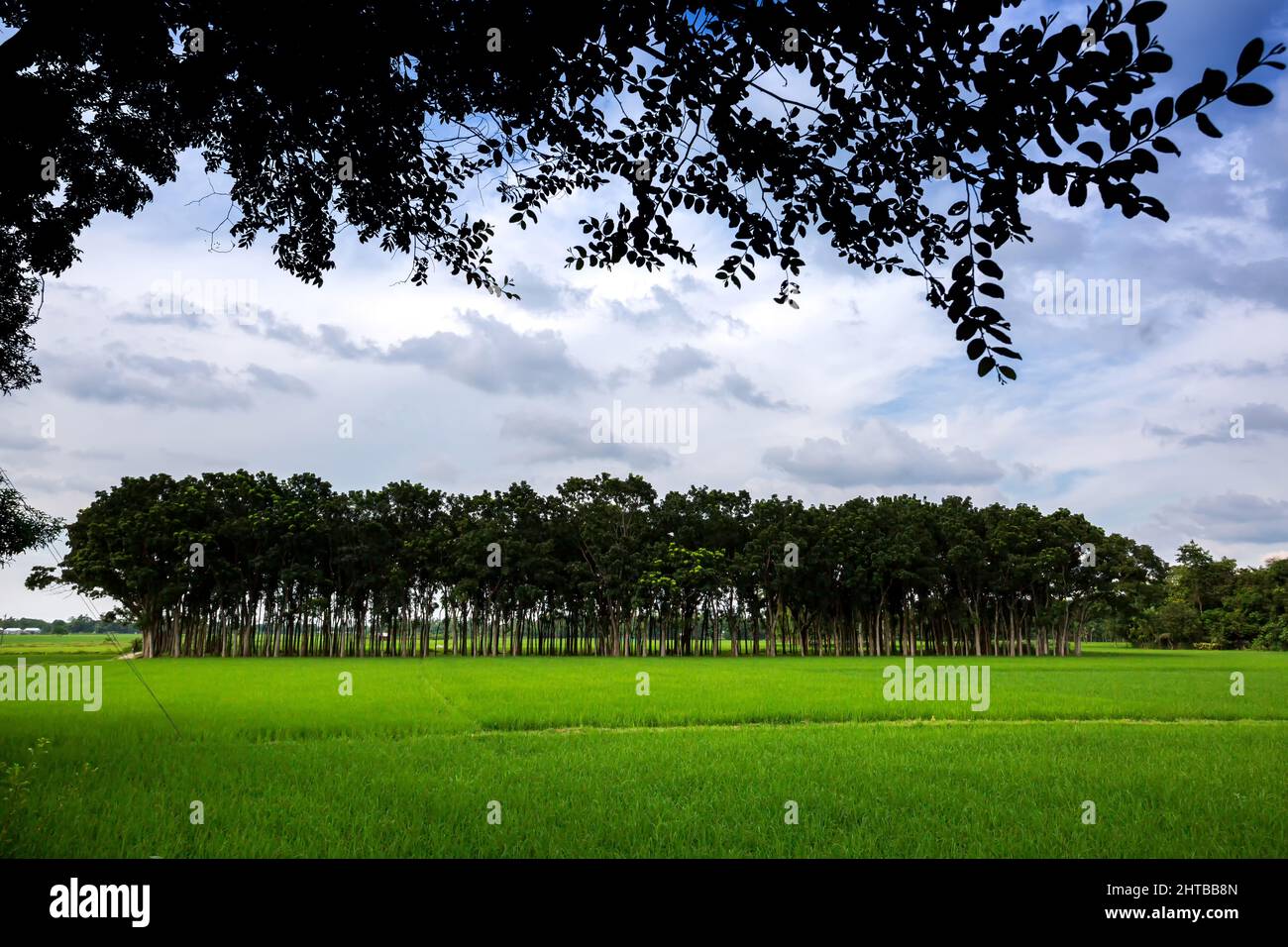Green paddy fields and long rows of trees landscape in village side ...