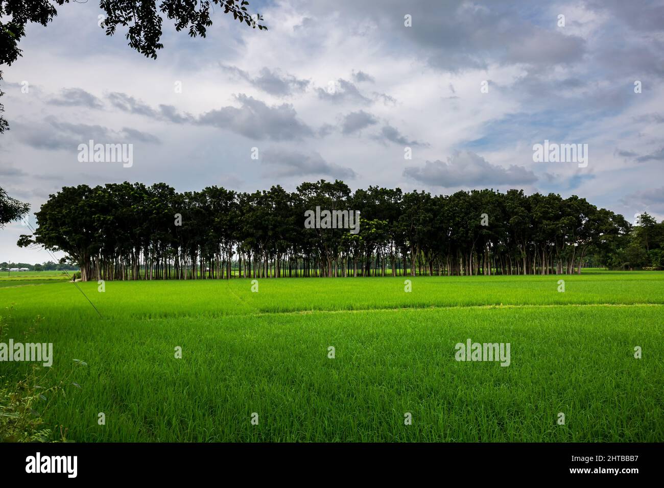 Green paddy fields and long rows of trees landscape in village side ...