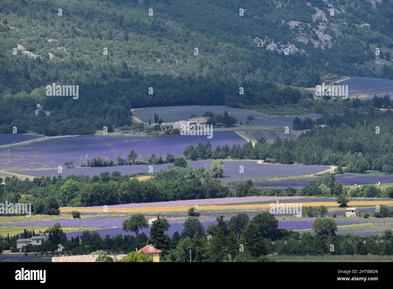 Beautiful view of lavender fields in Provence, France Stock Photo - Alamy