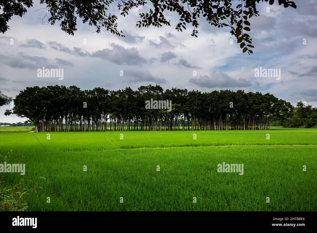 Green paddy fields and long rows of trees landscape in village side ...