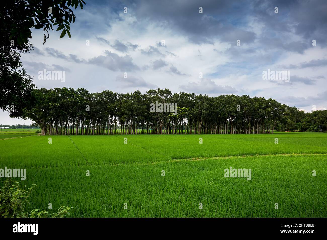 Green paddy fields and long rows of trees landscape in village side ...