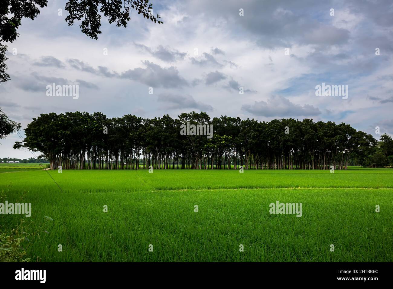 Green paddy fields and long rows of trees landscape in village side ...