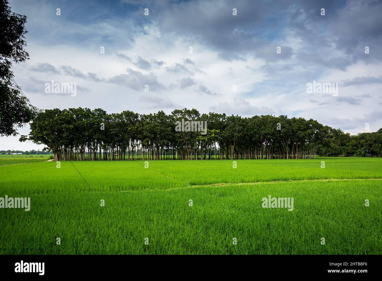 Green paddy fields and long rows of trees landscape in village side ...