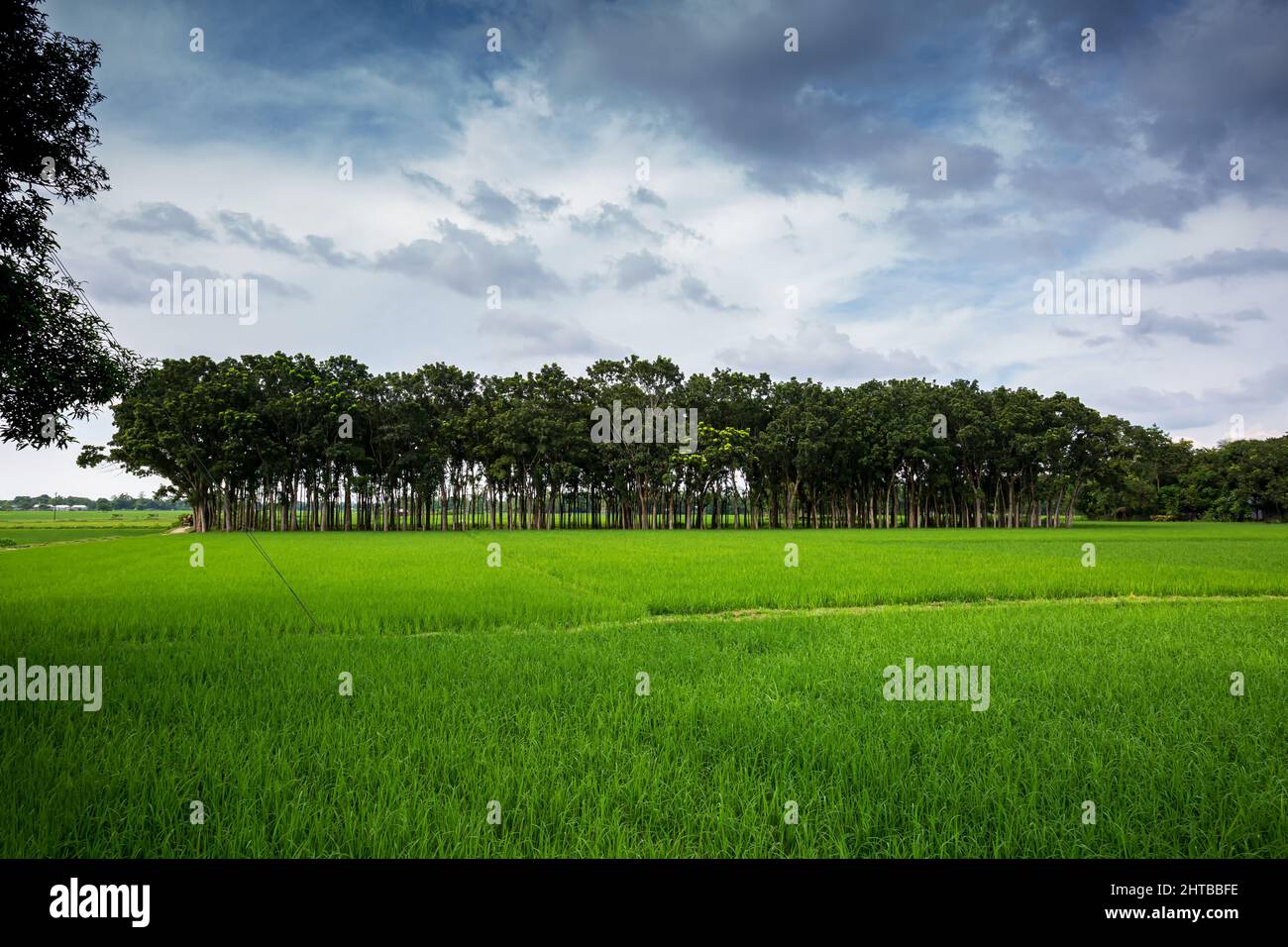 Green paddy fields and long rows of trees landscape in village side ...