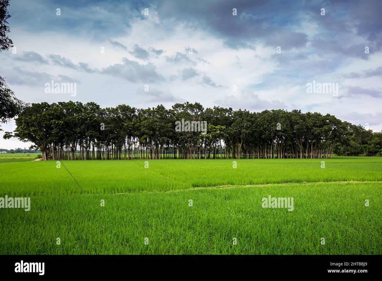 Green paddy fields and long rows of trees landscape in village side ...
