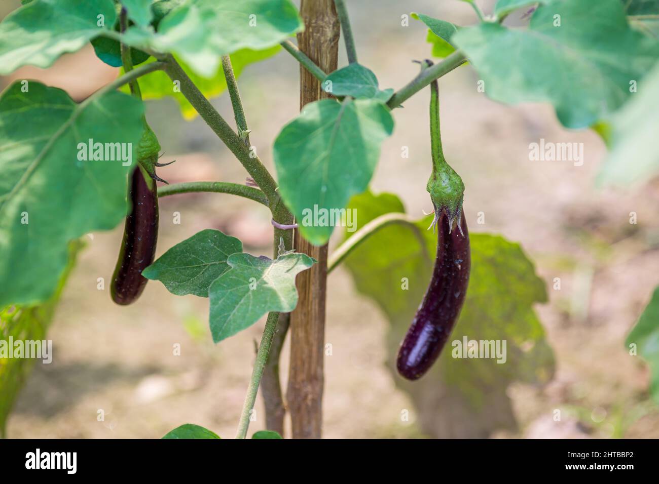 Fresh long purple brinjal (eggplant) hanging on the plant Stock Photo ...