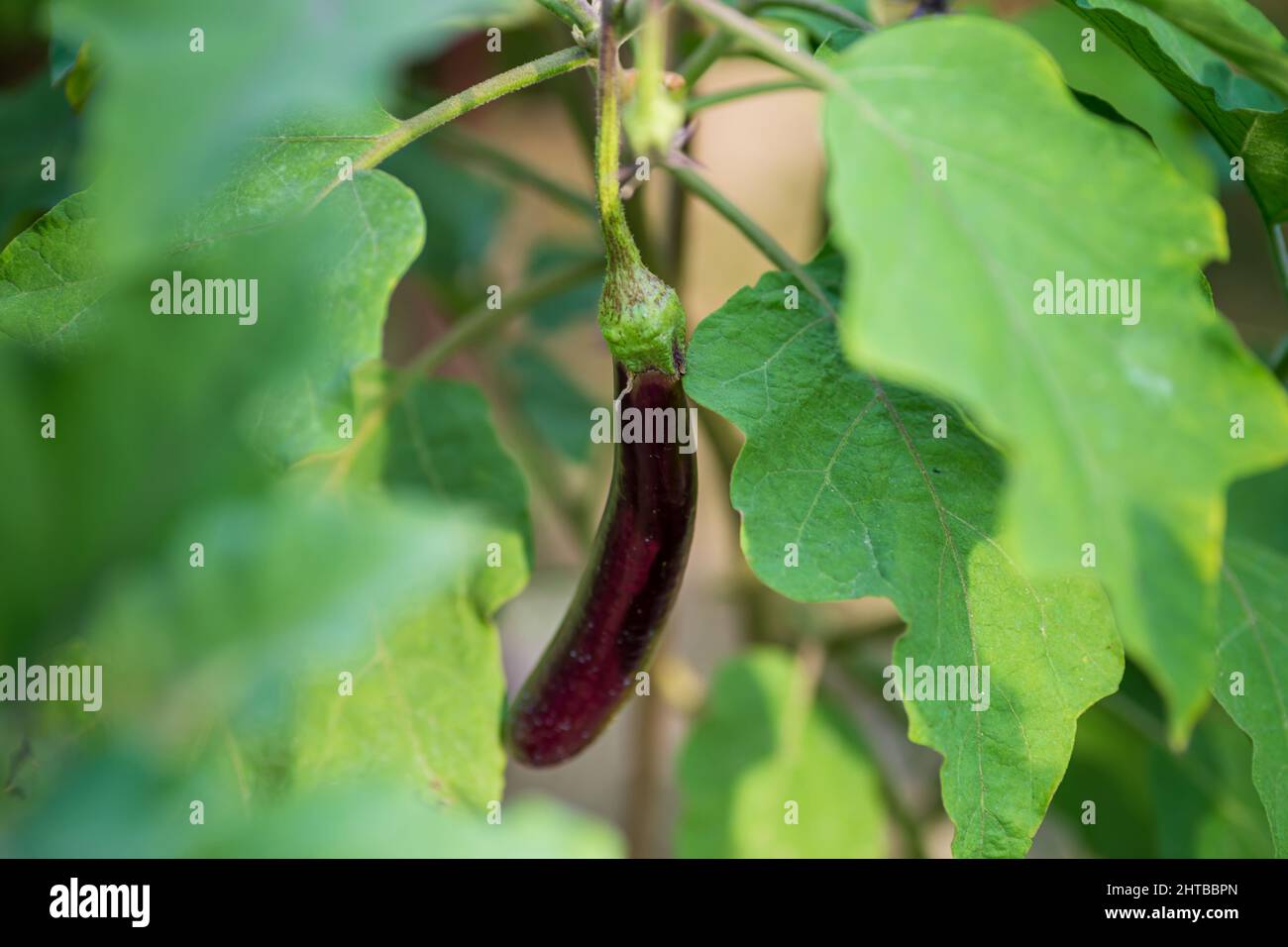 Fresh long purple brinjal (eggplant) hanging on the plant Stock Photo ...