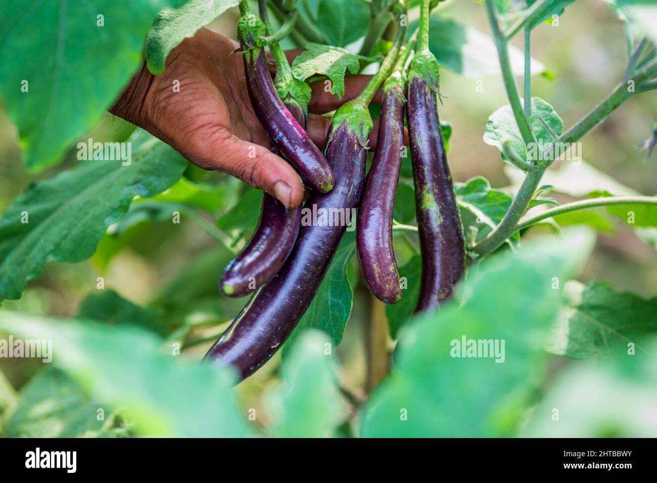 A farmer is harvesting long purple eggplant vegetables in the garden. A ...