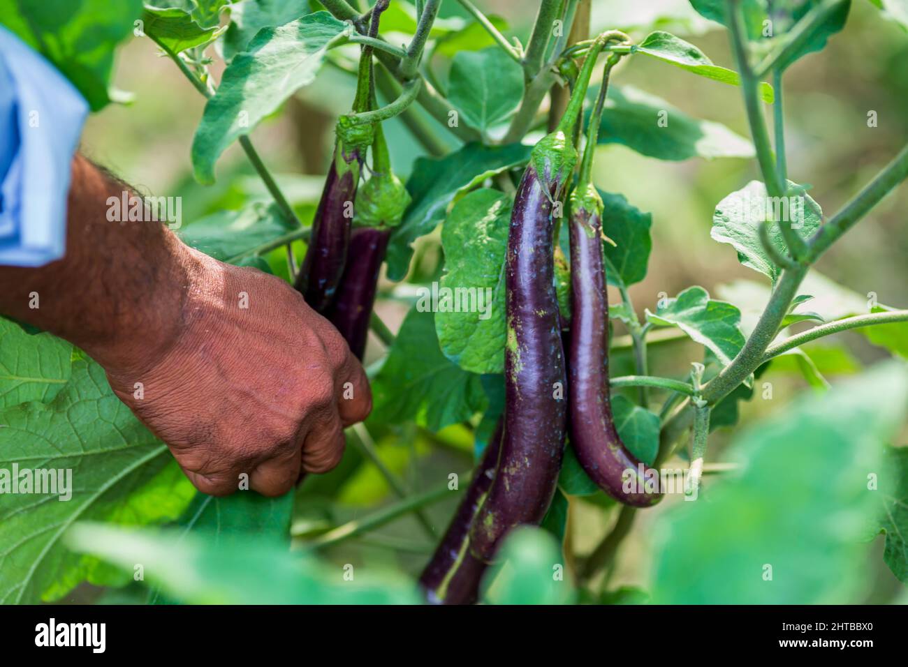 A farmer is harvesting long purple eggplant vegetables in the garden. A ...