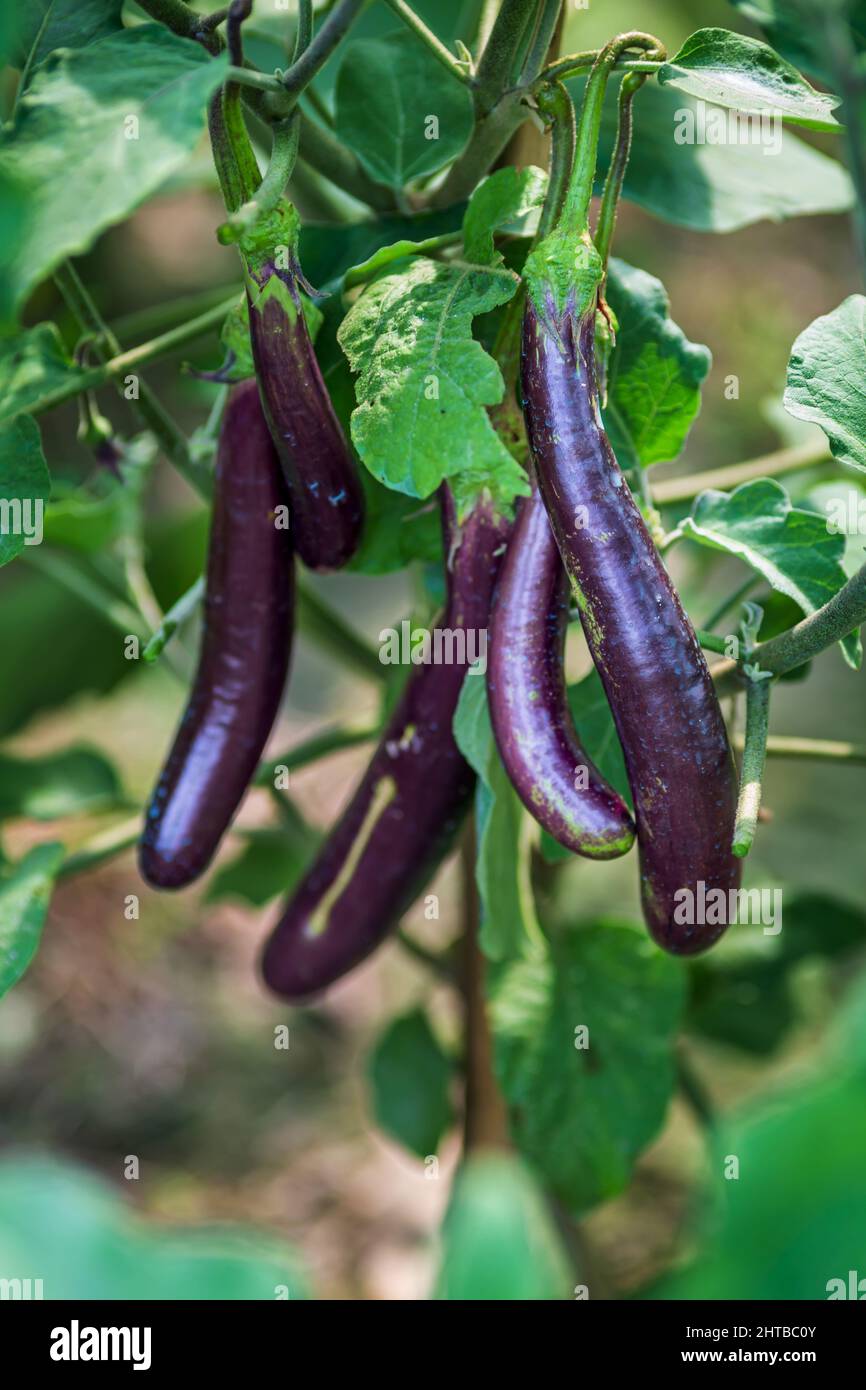 Fresh long purple brinjal (eggplant) hanging on the plant Stock Photo ...