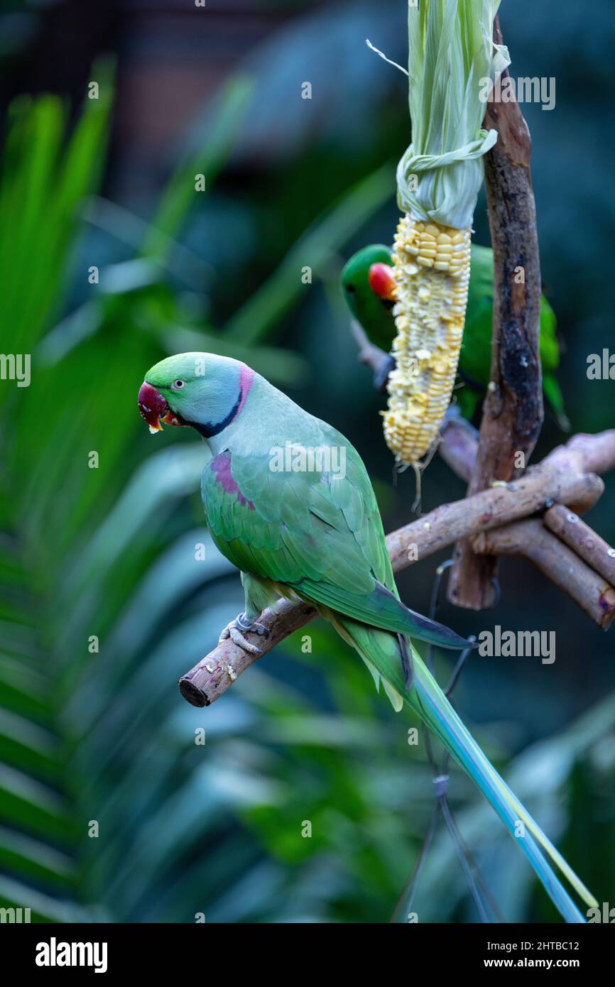 Parrot eating tree hi-res stock photography and images - Alamy