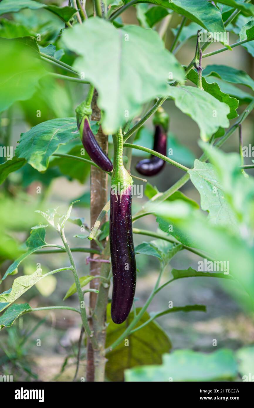 Fresh long purple brinjal (eggplant) hanging on the plant Stock Photo ...