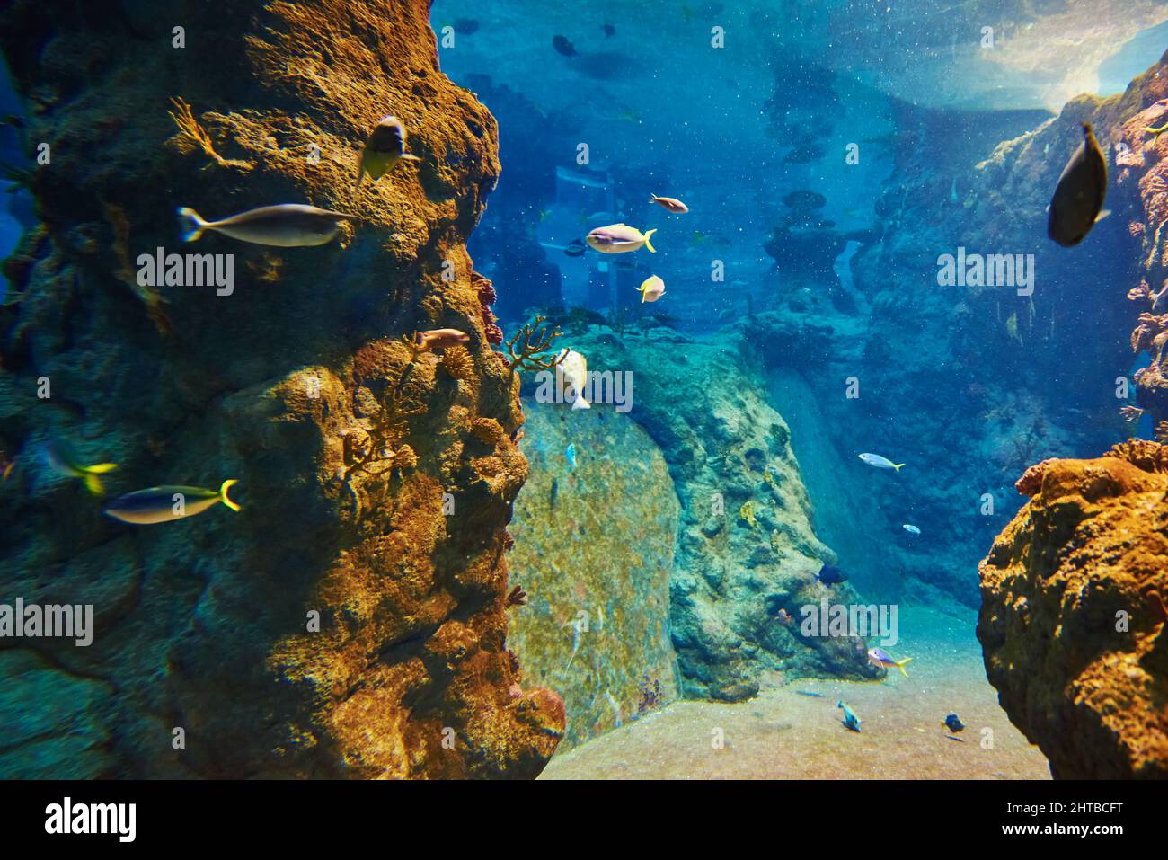 Colorful fishes in the deep under water, sea fish in zoo aquarium ...