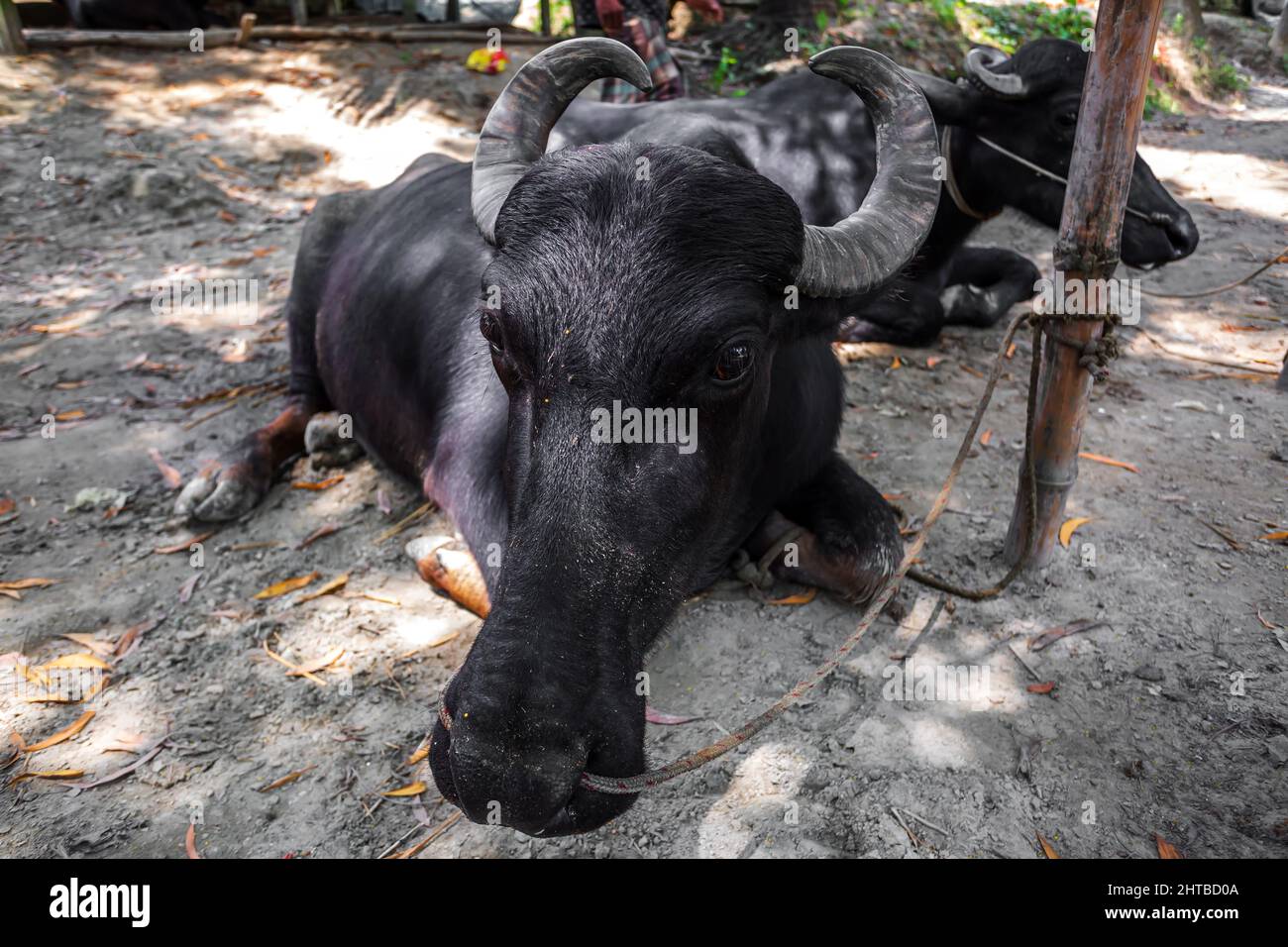 Two black buffaloes are sitting on the farm and tied to the bamboo ...