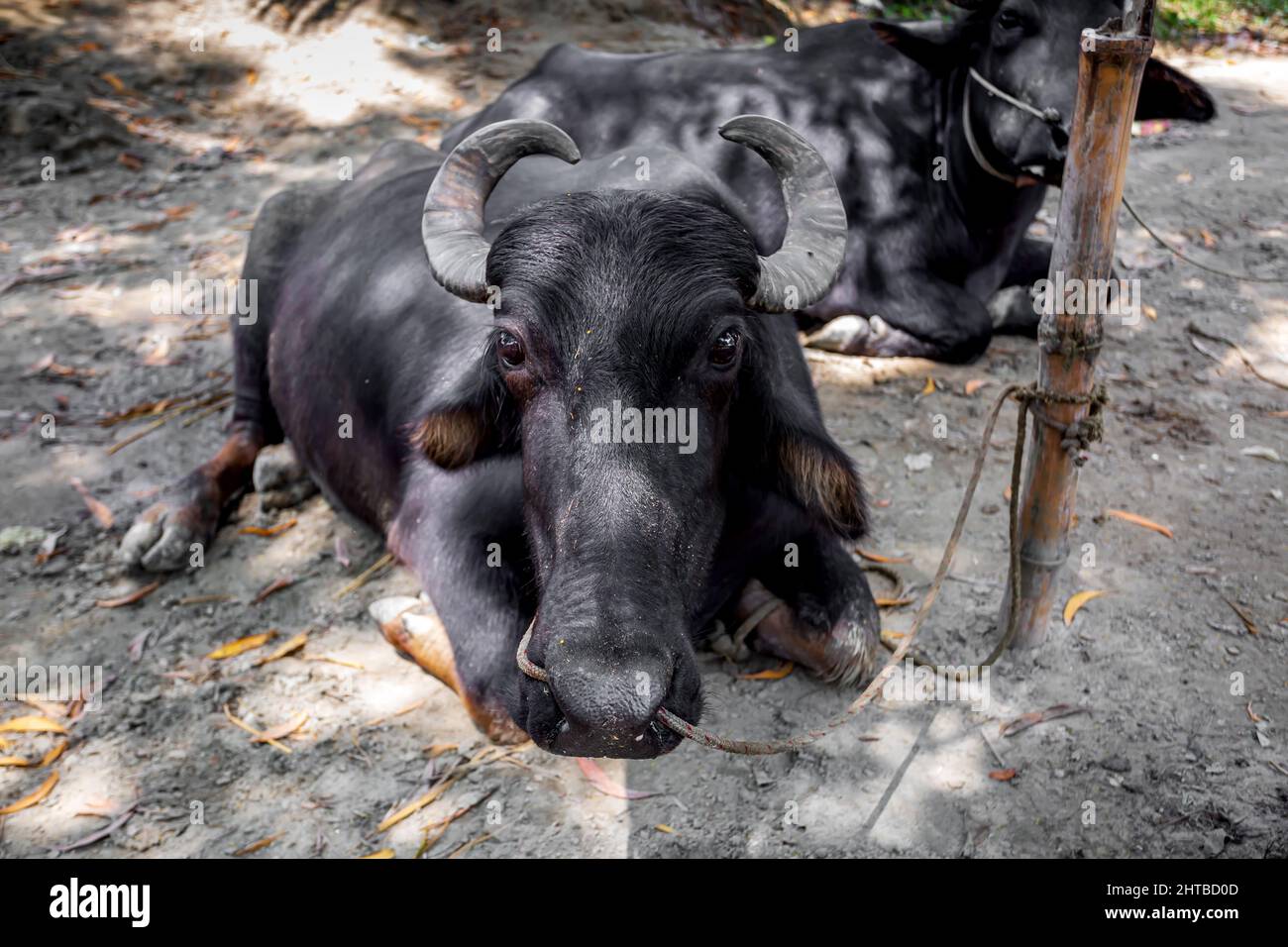 Two black buffaloes are sitting on the farm and tied to the bamboo ...