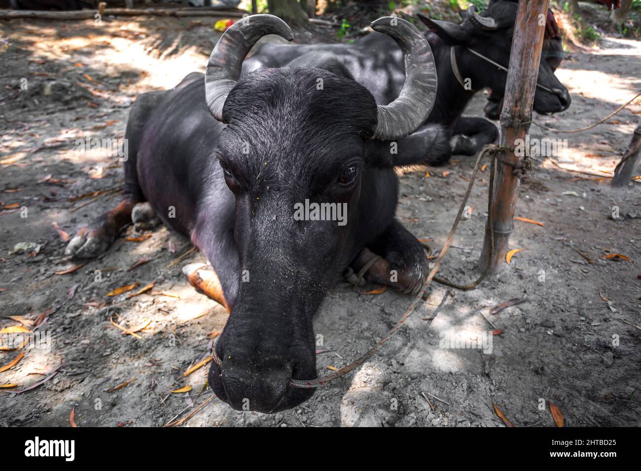 Two black buffaloes are sitting on the farm and tied to the bamboo ...