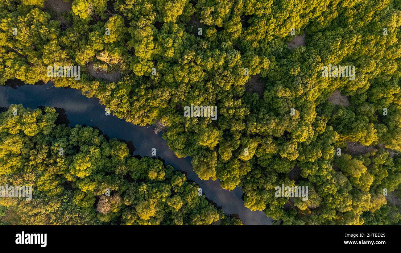 Aerial view of a river flowing through dense green trees in Dar es Salaam, Tanzania Stock Photo ...
