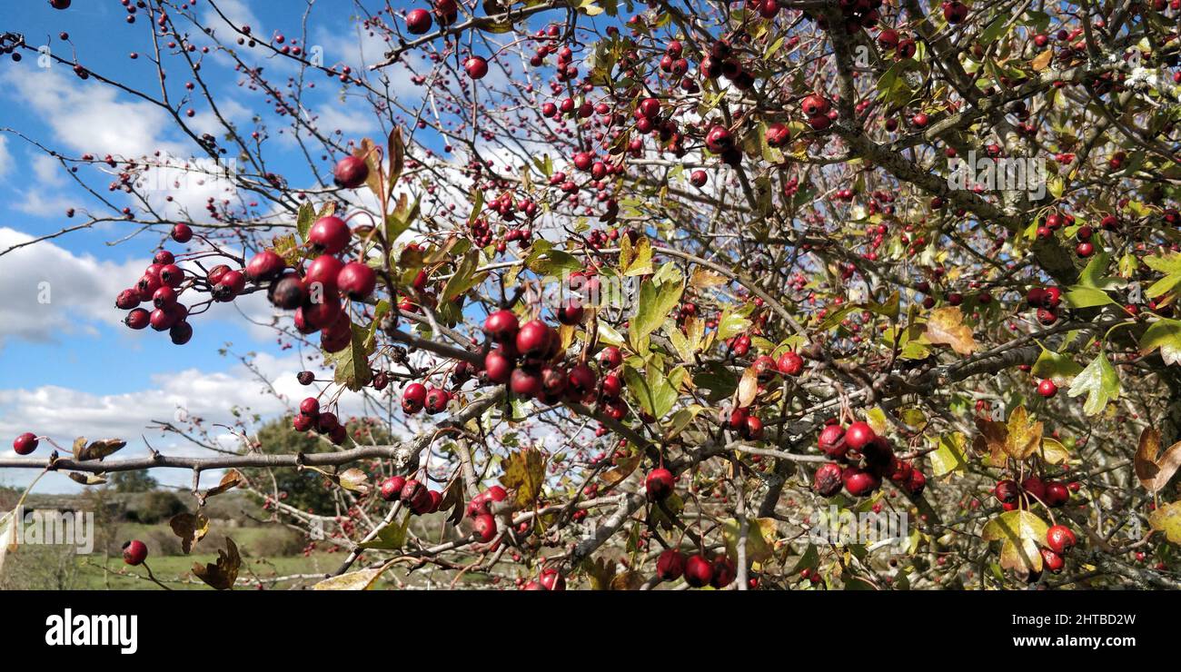 Fruits growing on the branches of trees Stock Photo - Alamy