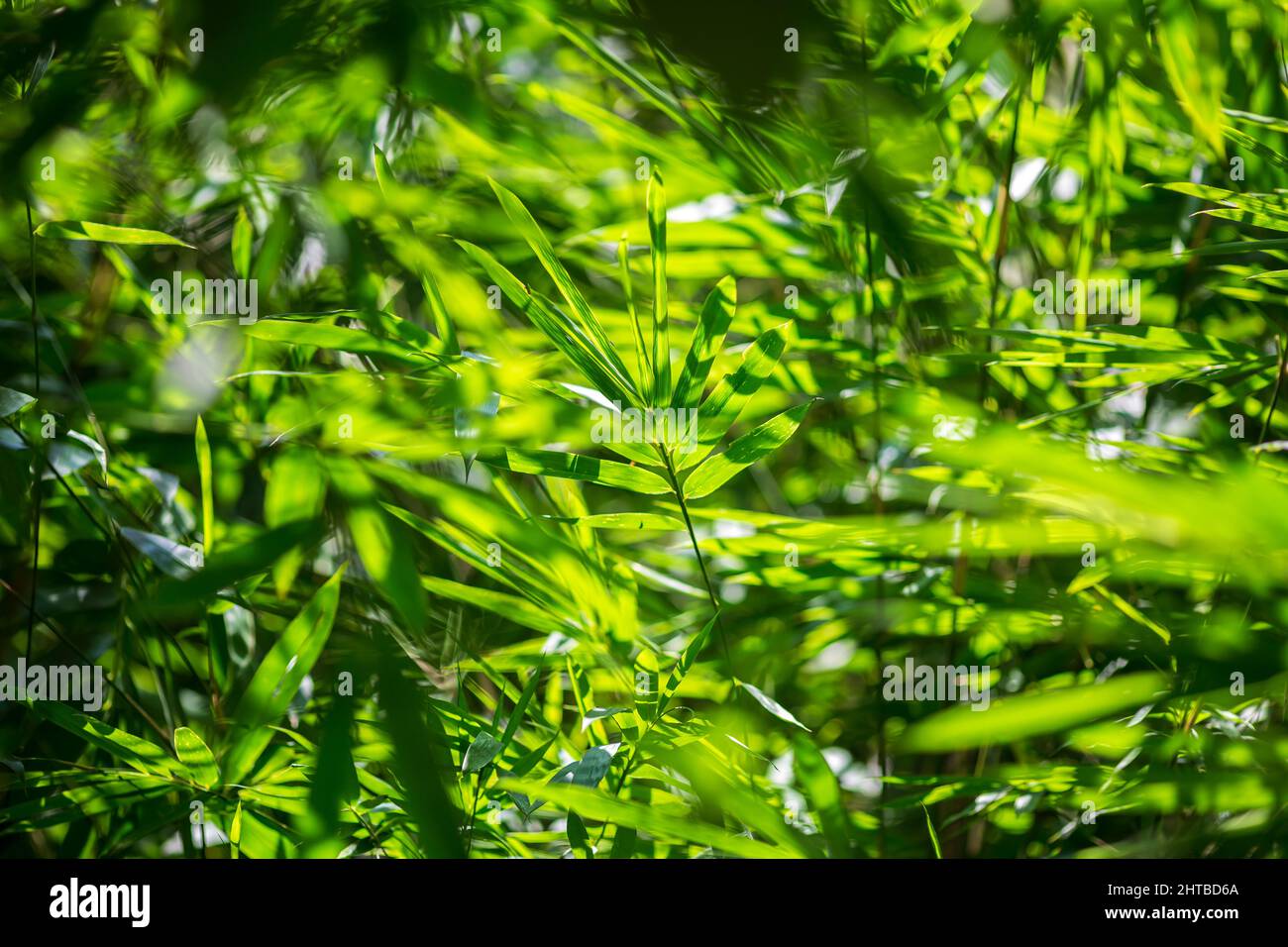 Asian bamboo leaves, Green leaf on blurred greenery background ...