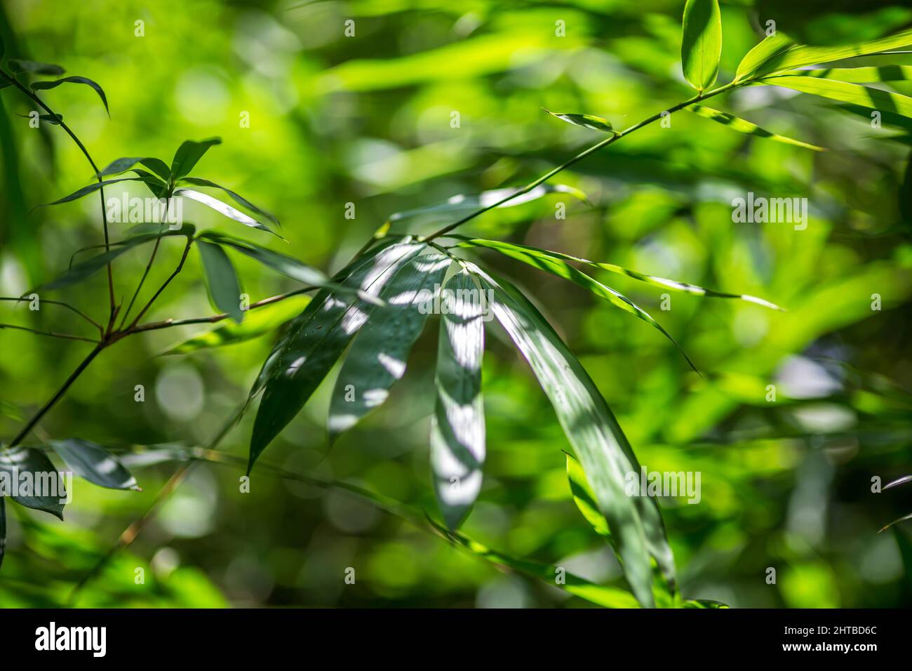 Asian bamboo leaves, Green leaf on blurred greenery background ...