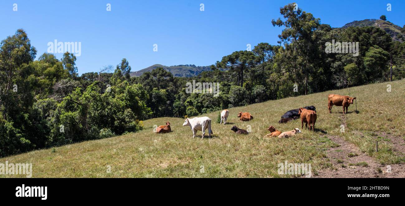Rural landscape with cattle in the countryside in southern Brazil Stock ...