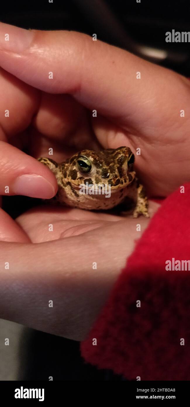 Little frog inside the hands of a human Stock Photo - Alamy