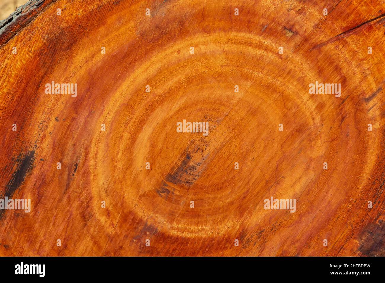 Large irregular tree cut in a circular circle pattern on wood texture ...