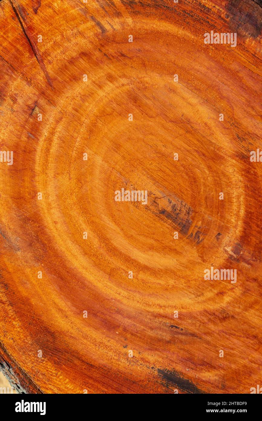 Large irregular tree cut in a circular circle pattern on wood texture ...