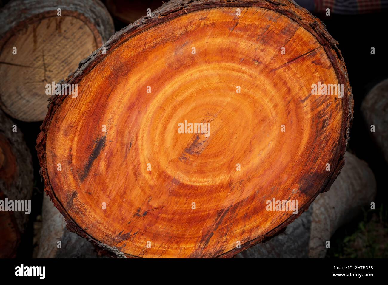 Large irregular tree cut in a circular circle pattern on wood texture ...