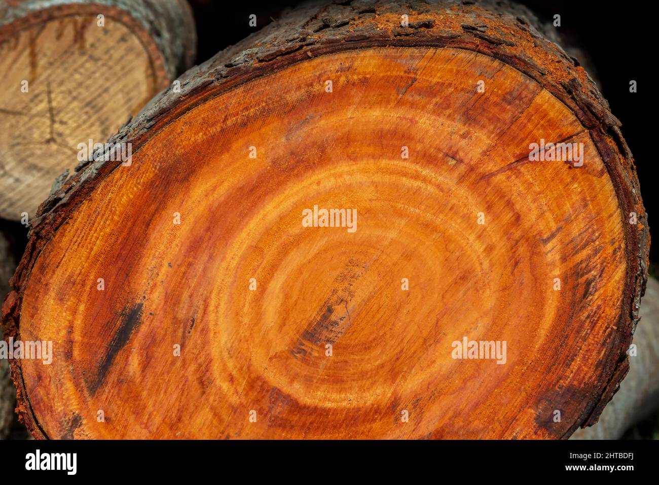 Large irregular tree cut in a circular circle pattern on wood texture ...