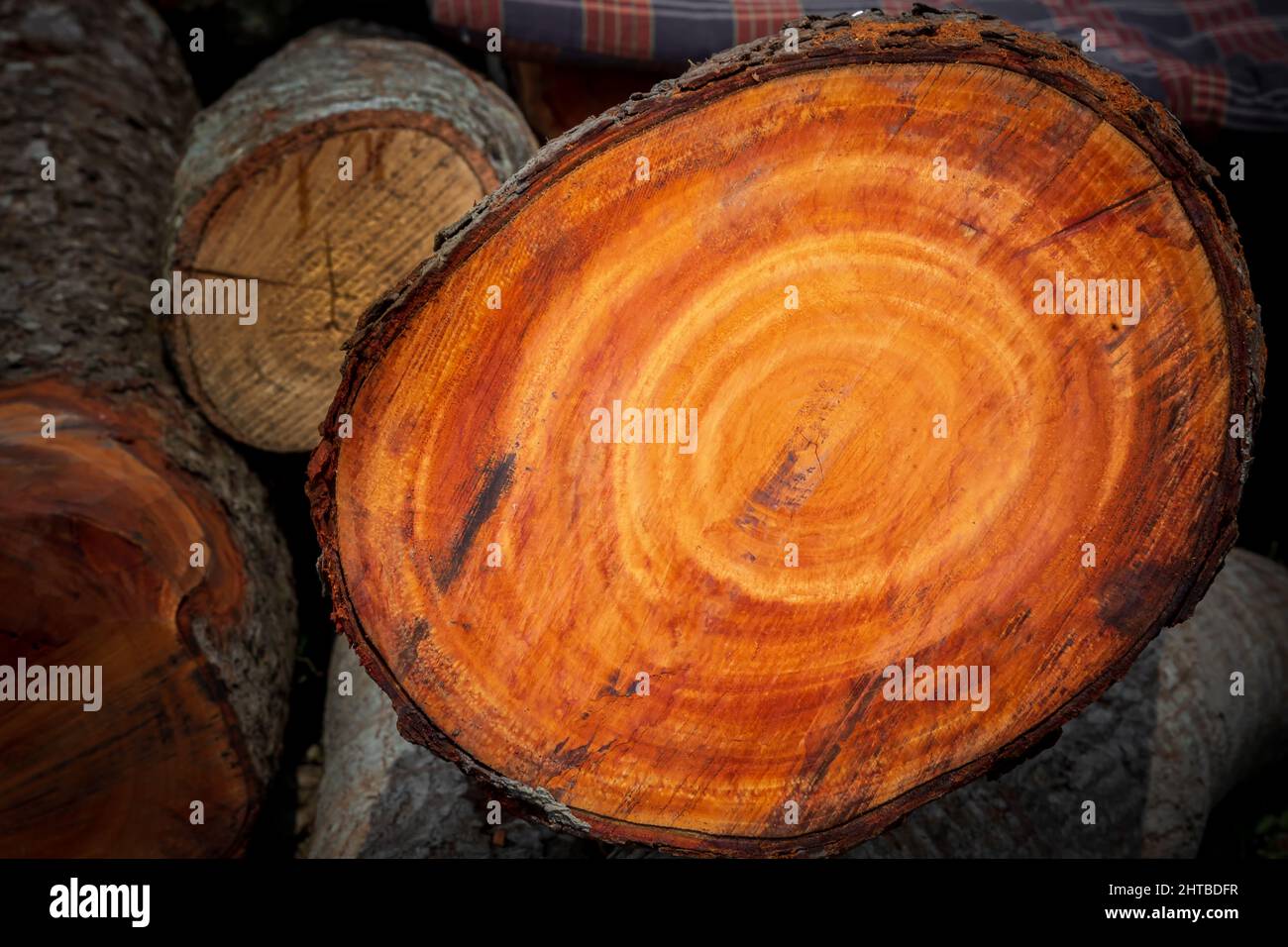 Large irregular tree cut in a circular circle pattern on wood texture ...