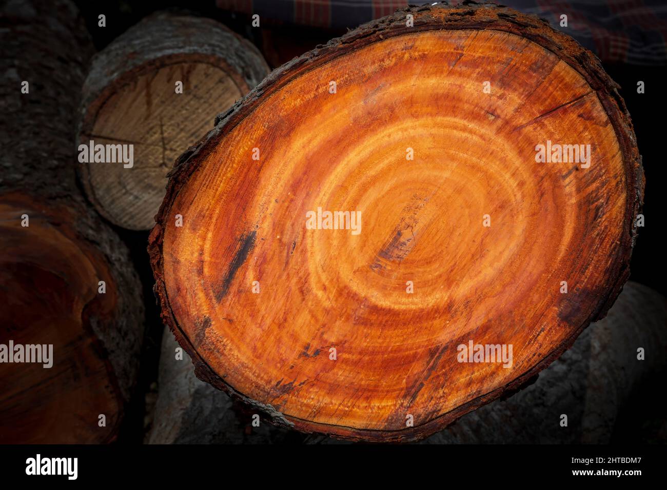 Large irregular tree cut in a circular circle pattern on wood texture ...