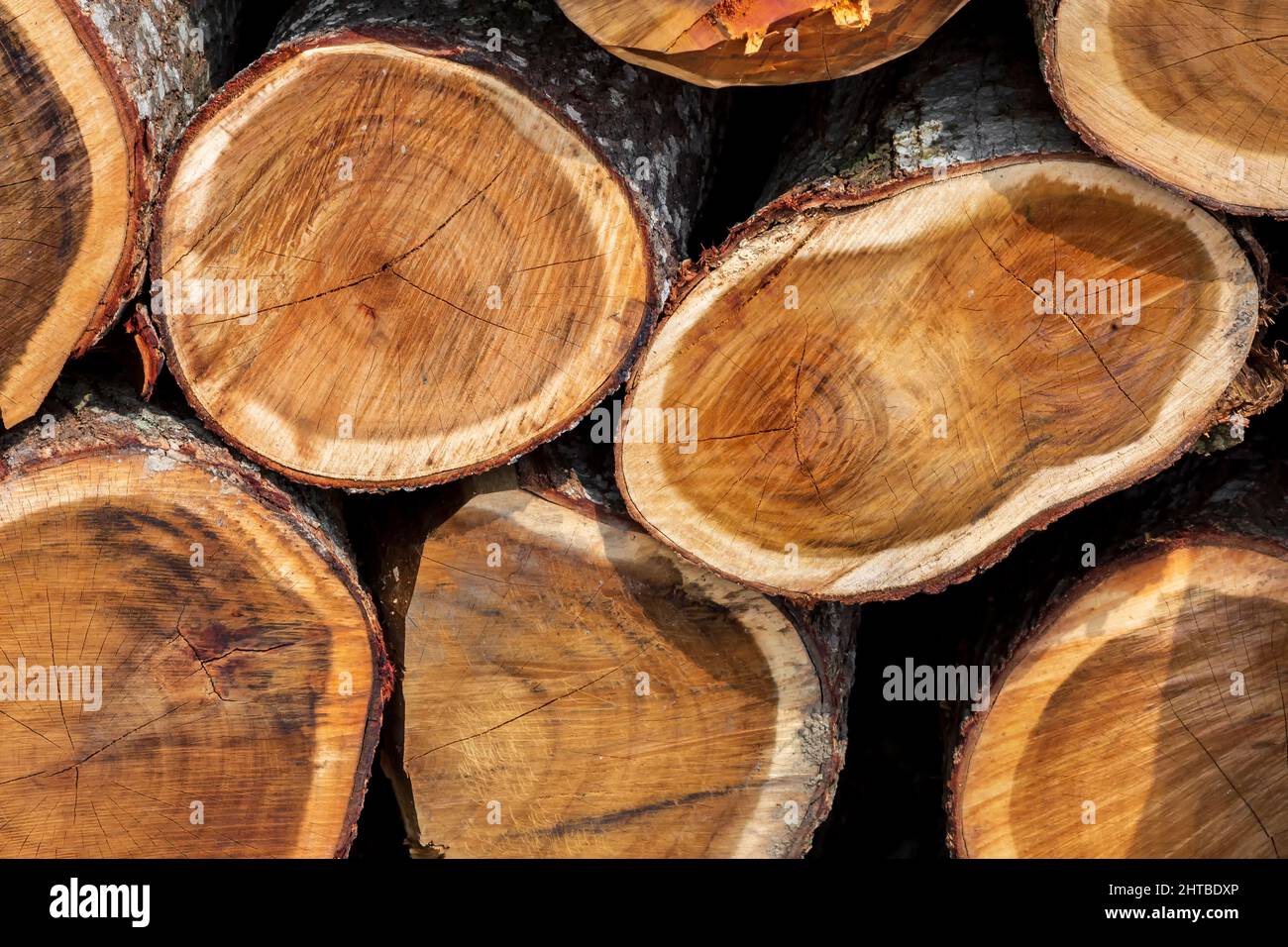 Tree ring woodcut hi-res stock photography and images - Alamy