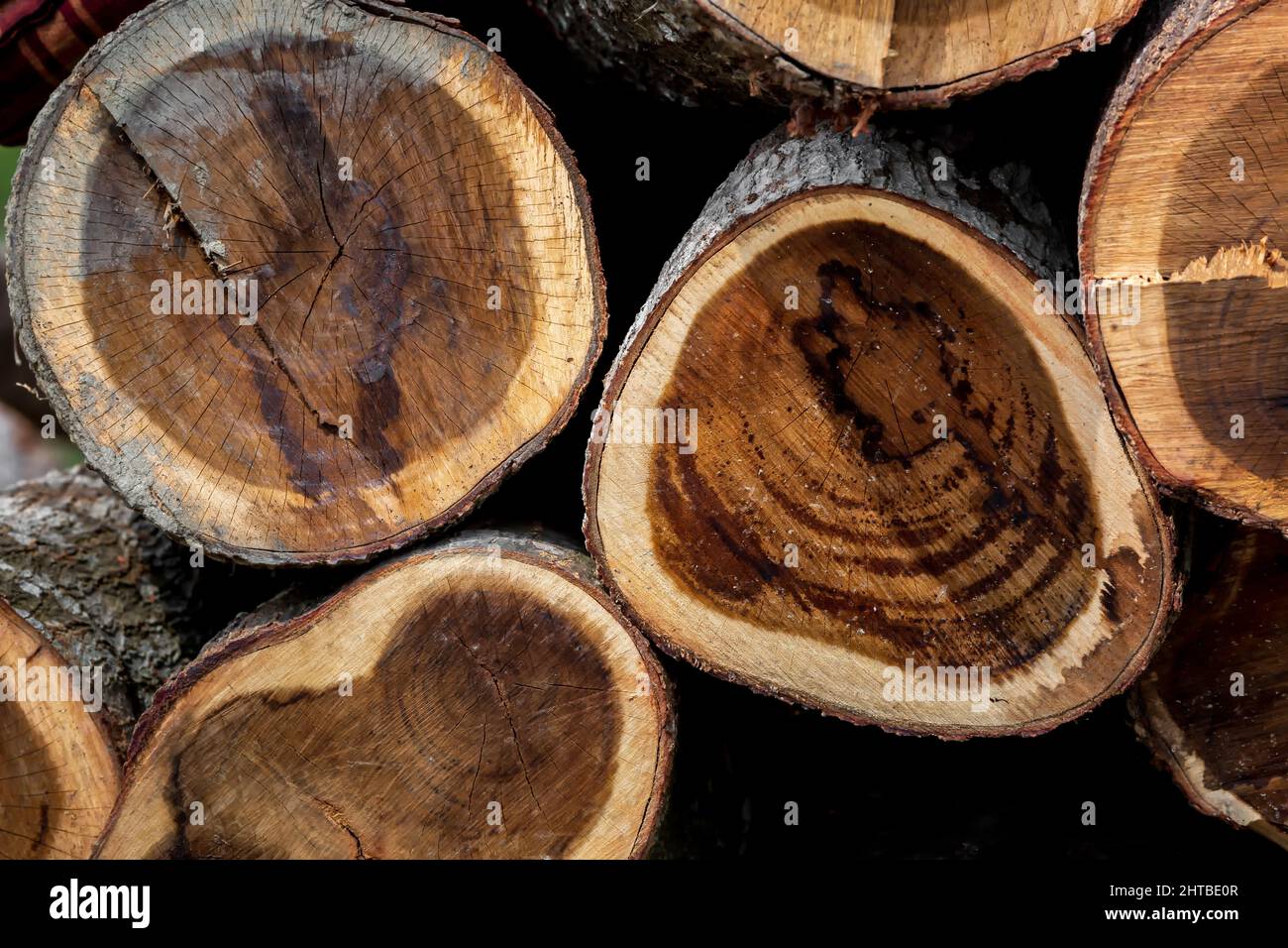 An irregular pattern of large circular pieces of natural wood in the ...