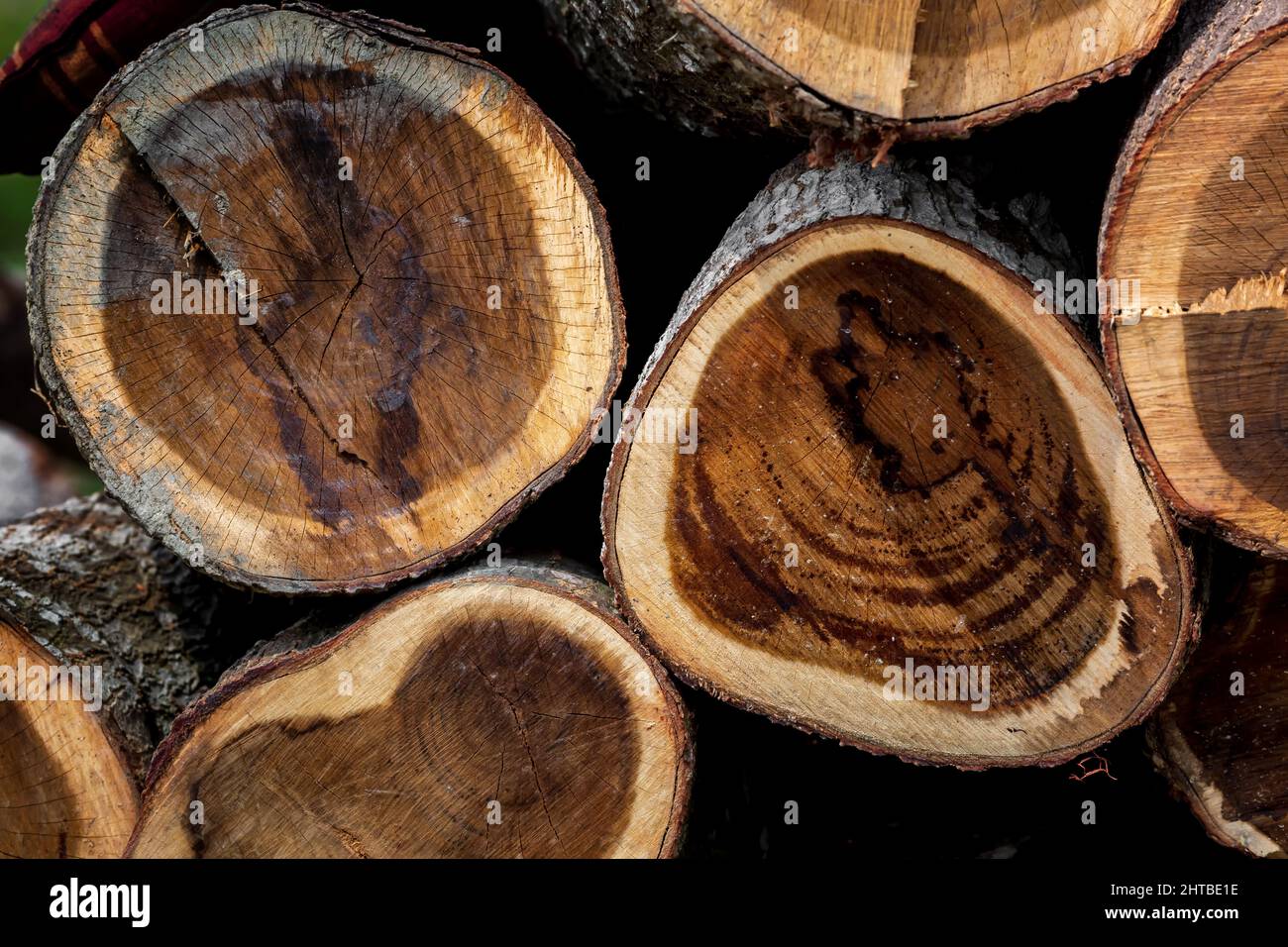 An irregular pattern of large circular pieces of natural wood in the ...