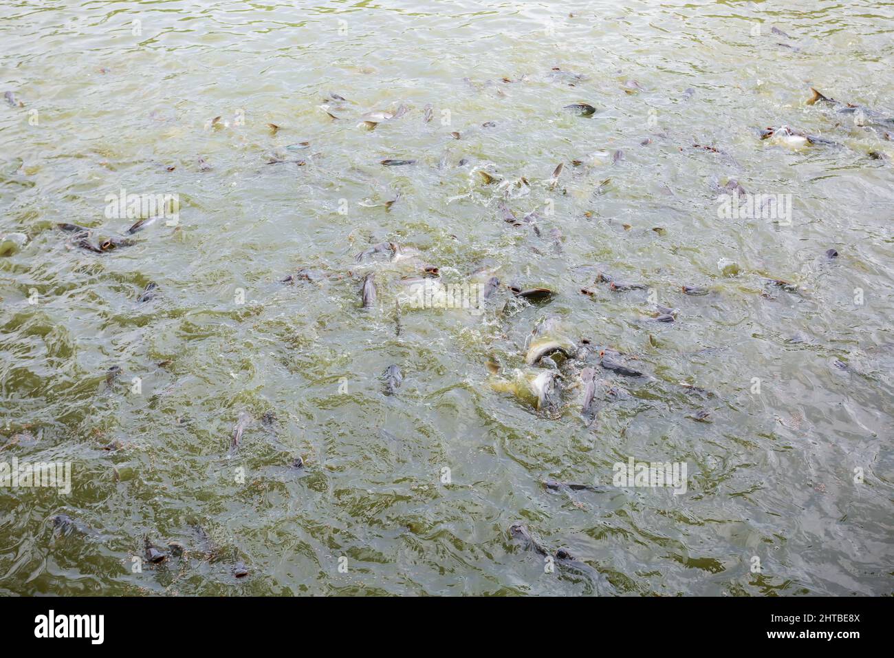 Pangasius fish or Vietnamese catfish are scrambling to eat in a farming ...