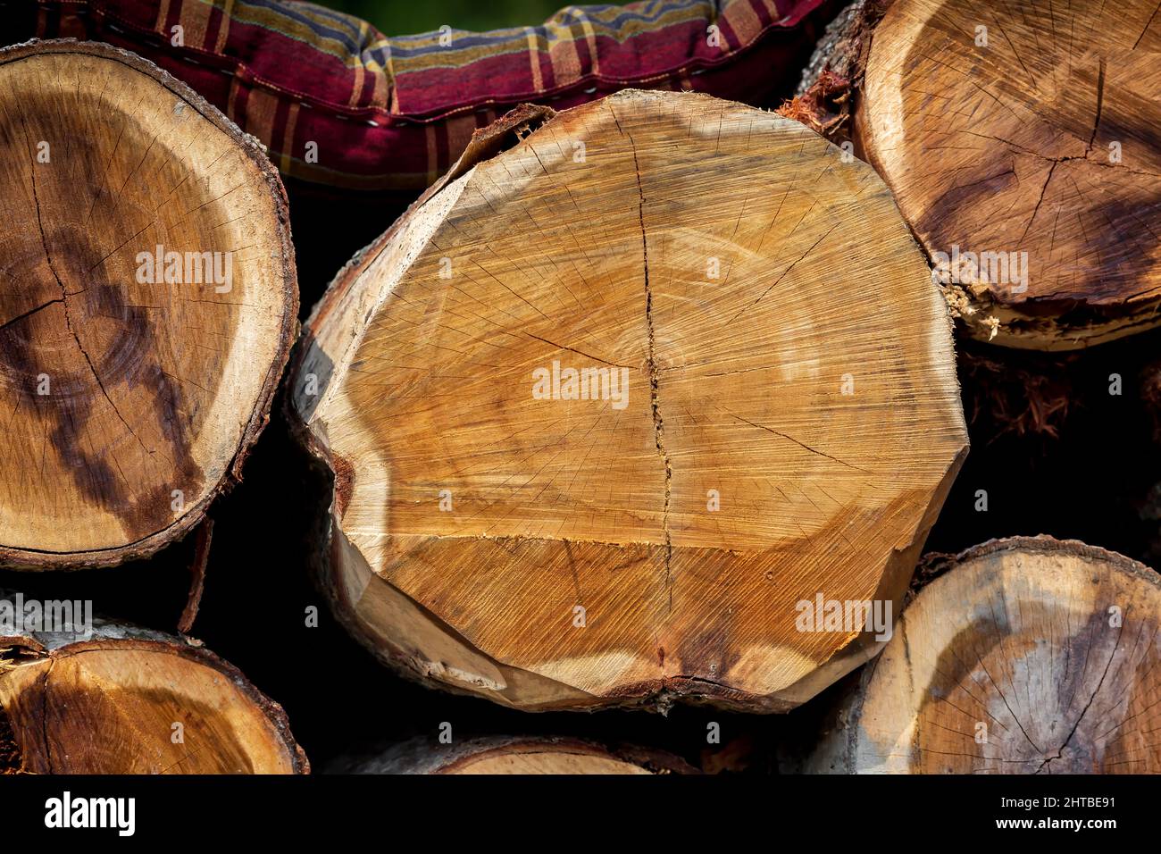 An irregular pattern of large circular pieces of natural wood in the ...